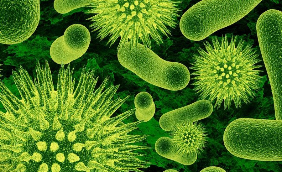 Beneficial Role of Micro-Organism - hmhub